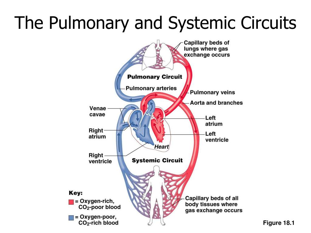 PPT - Blood Vessels and the Mammalian Heart PowerPoint Presentation ...