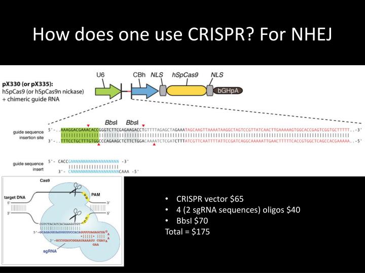 PPT - “CRISPR genome editing” Precise gene regulation/modification ...