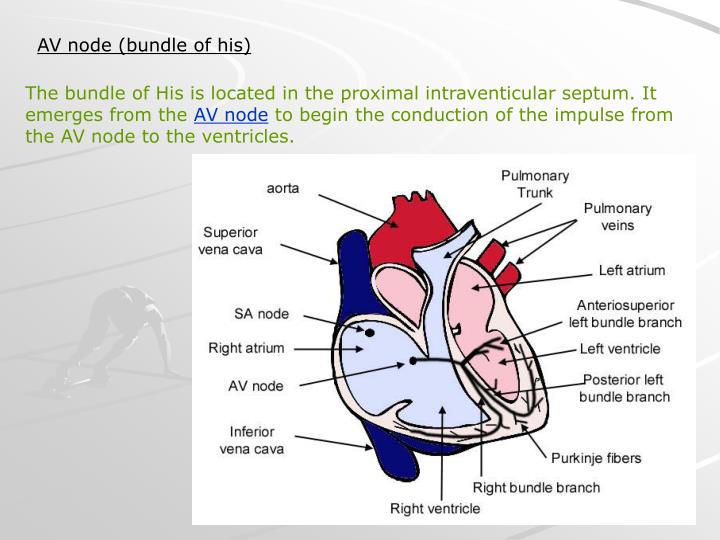 PPT - THE CARDIAC CYCLE PowerPoint Presentation - ID:2463221