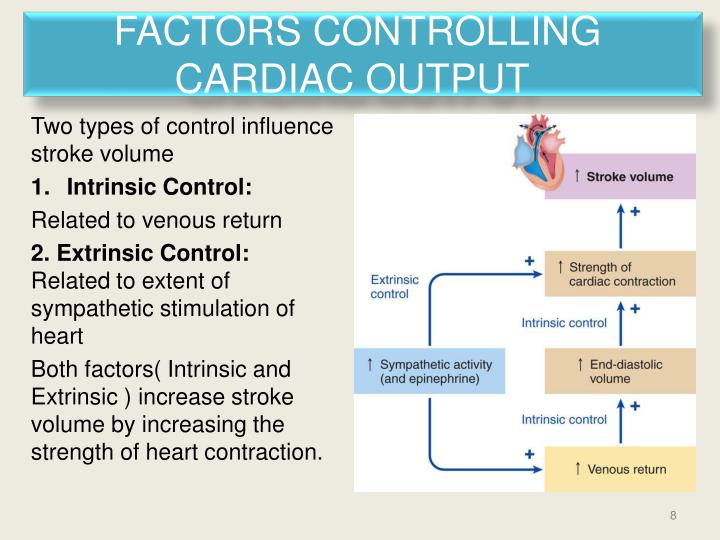 PPT - Cardiac Output and Venous Return PowerPoint Presentation - ID:2463430