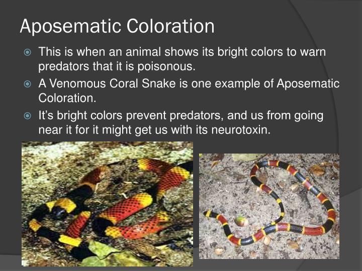 PPT - Plant and Animal Adaptations PowerPoint Presentation - ID:2463469