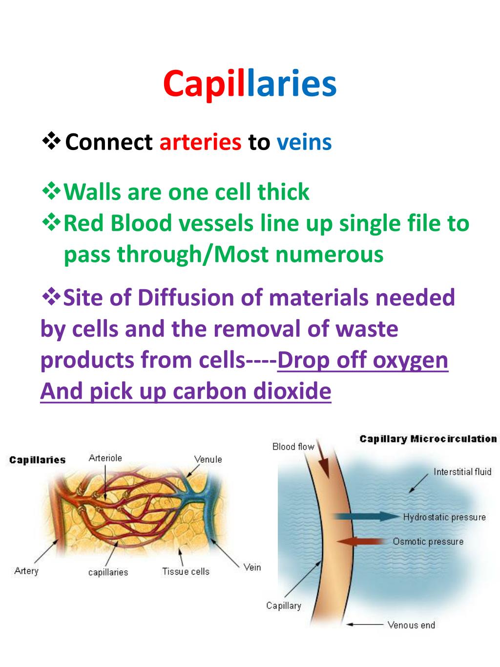 PPT - Compare and Contrast Blood Vessels Blood Vessels--- PowerPoint ...