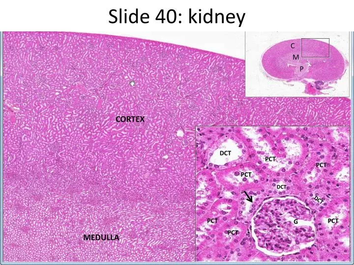 PPT - Slide 40: kidney PowerPoint Presentation, free download - ID:2466067