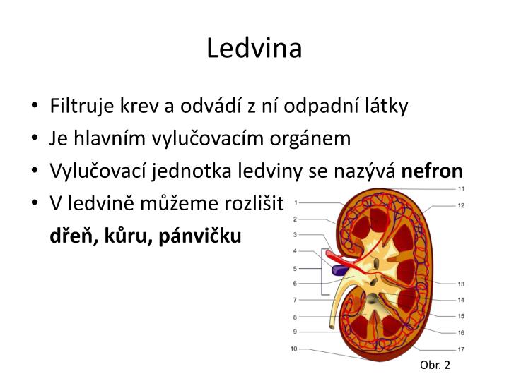 PPT - VYLUČOVACÍ SOUSTAVA PowerPoint Presentation - ID:2466146