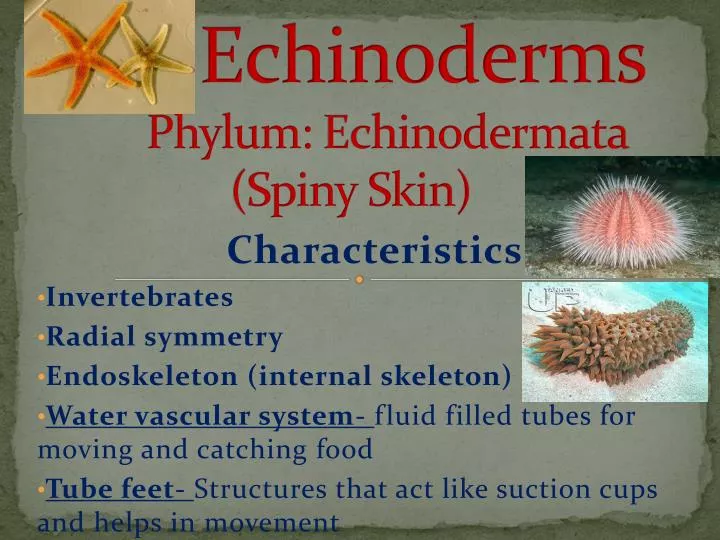 Echinoderms Characteristics