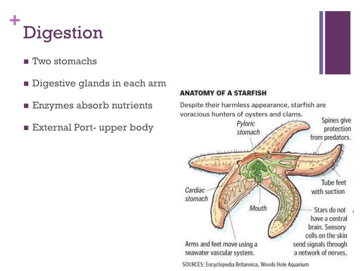 PPT - Phylum Echinodermata: Sand Dollars, Starfish, Sea Urchins ...