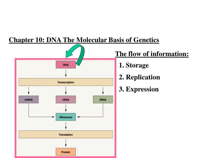 PPT - Chapter 10: DNA The Molecular Basis of Genetics PowerPoint ...