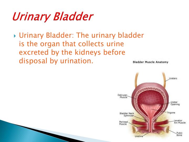 PPT - Body Systems: Excretory PowerPoint Presentation - ID:2466933