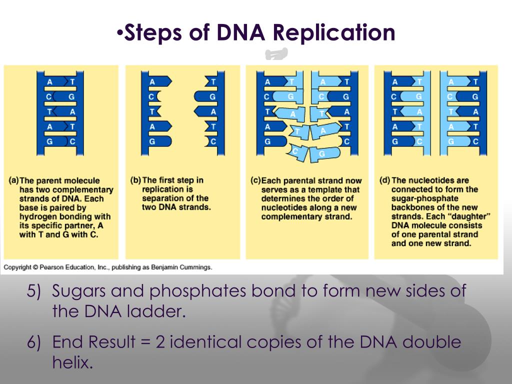 PPT - DNA PowerPoint Presentation, free download - ID:2467259