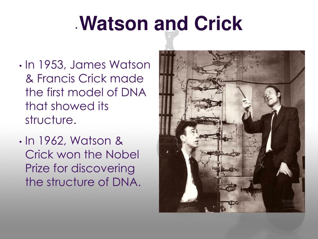 PPT - DNA PowerPoint Presentation, free download - ID:2467259