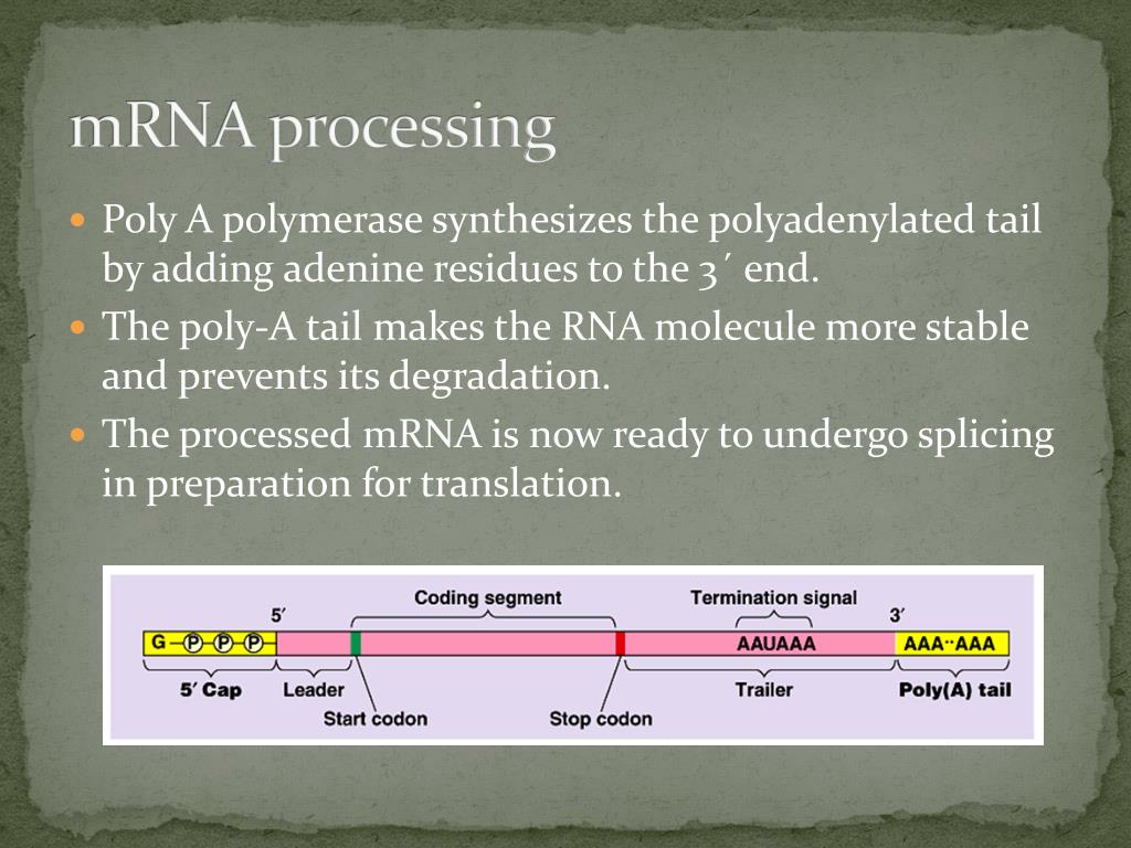 PPT - The Central Dogma of Molecular Biology PowerPoint Presentation ...
