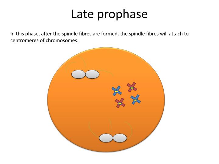 PPT - Mitosis Flipbook PowerPoint Presentation - ID:2467866