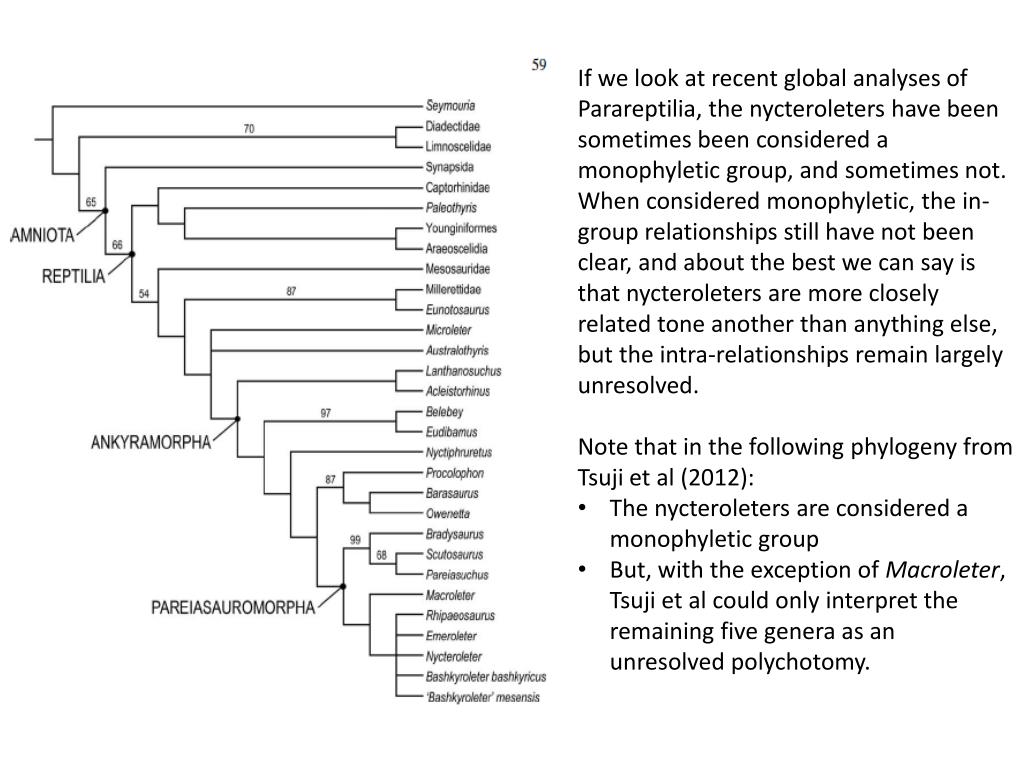 PPT - BIOLOGY 622 – FALL 2014 BASAL AMNIOTA - STRUCTURE AND PHYLOGENY ...