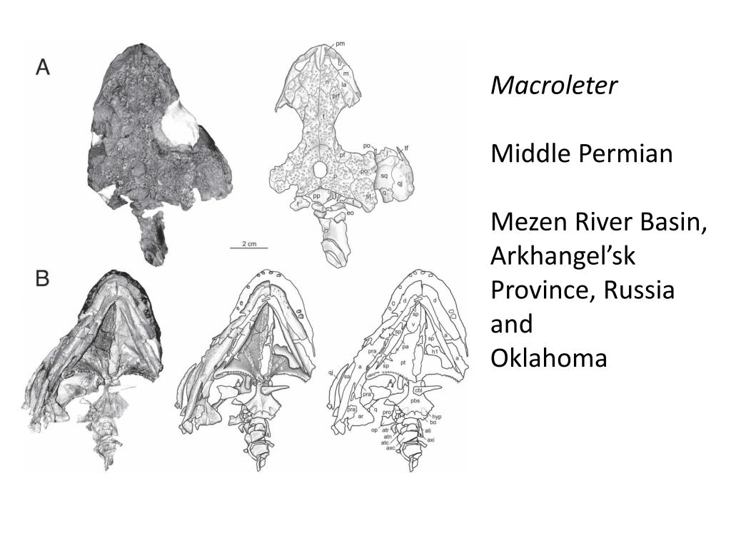 PPT - BIOLOGY 622 – FALL 2014 BASAL AMNIOTA - STRUCTURE AND PHYLOGENY ...