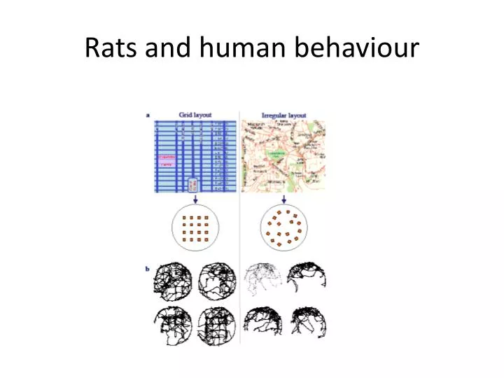 PPT - Rats and human behaviour PowerPoint Presentation, free download ...