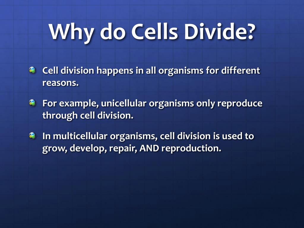 Ppt Cell Division Powerpoint Presentation Free Download Id 2471699