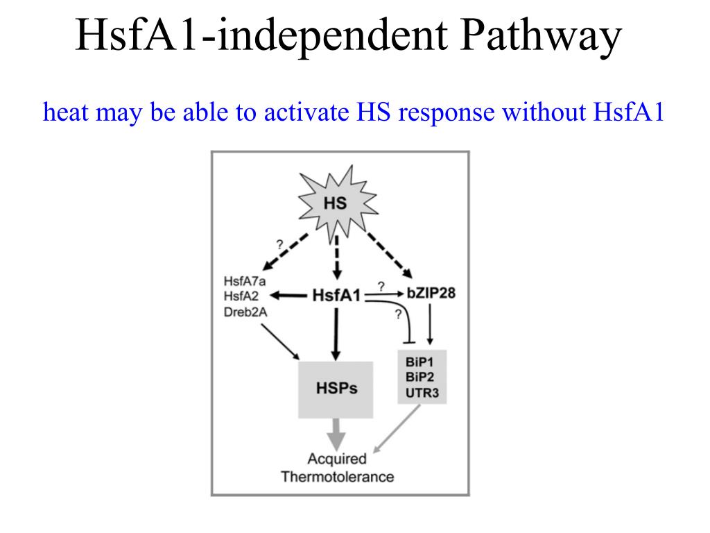 PPT - Heat Stress (HS) in Blueberry Final report 1 1 April, 2013 ...