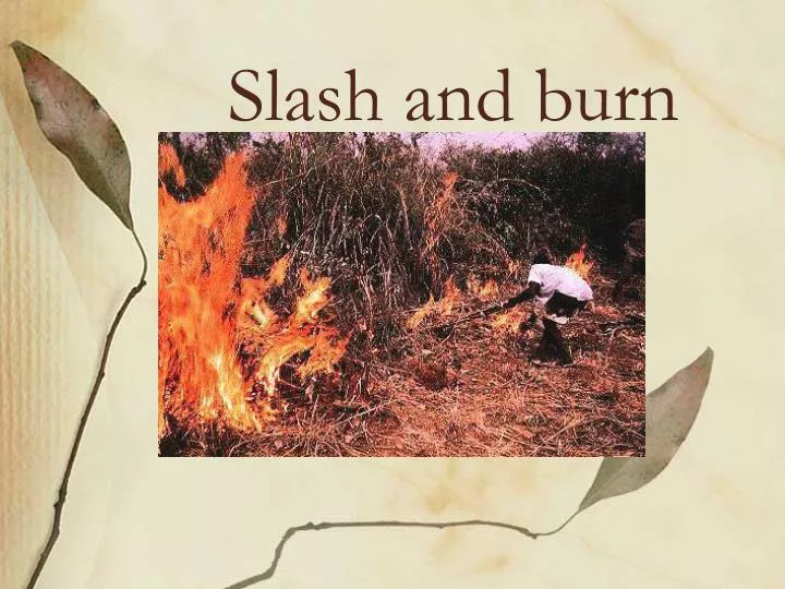 PPT - Slash and burn PowerPoint Presentation - ID:2472878
