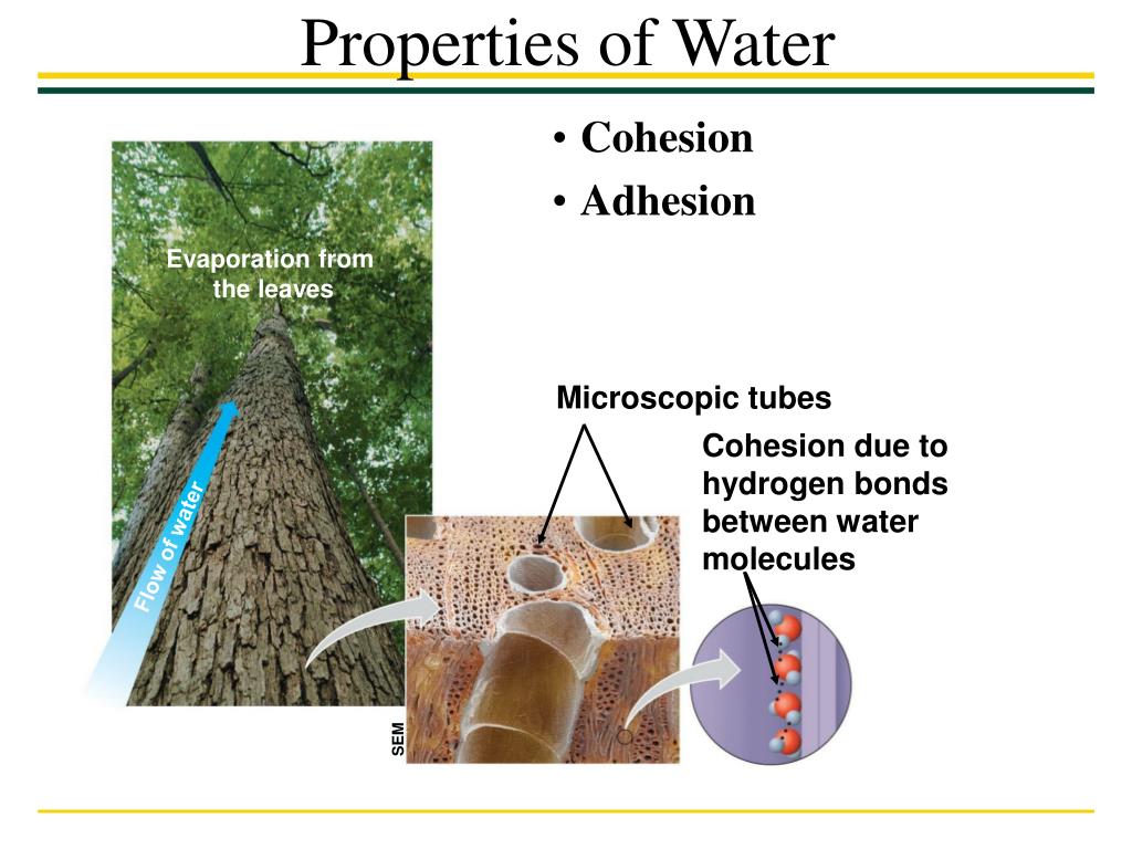 PPT - The Chemical Basis of Life PowerPoint Presentation, free download ...