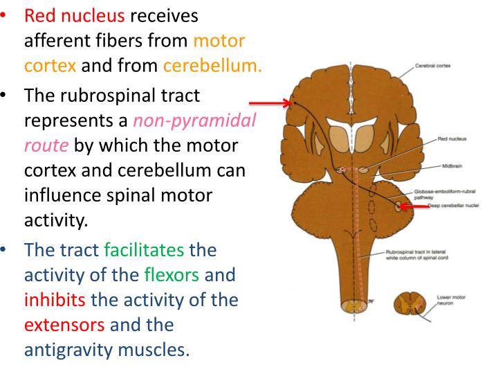 PPT - Descending Tracts PowerPoint Presentation - ID:2474027
