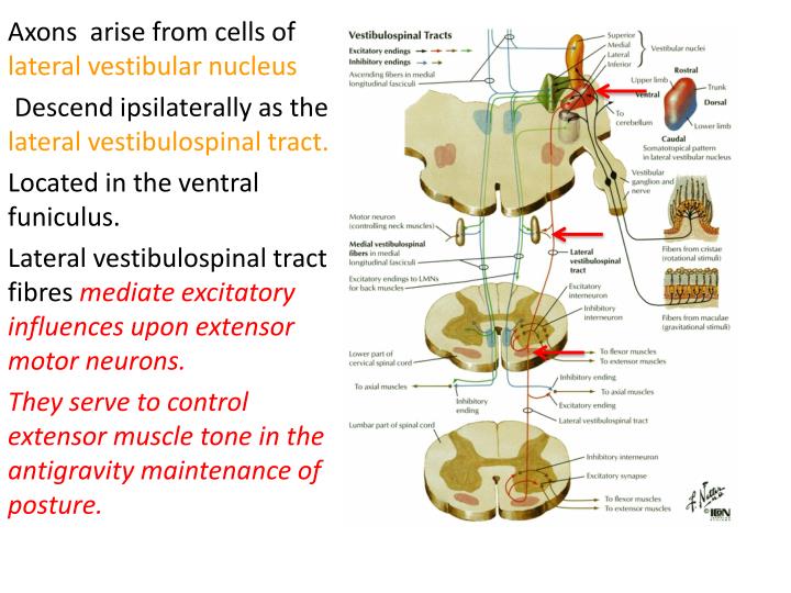 PPT - Descending Tracts PowerPoint Presentation - ID:2474027