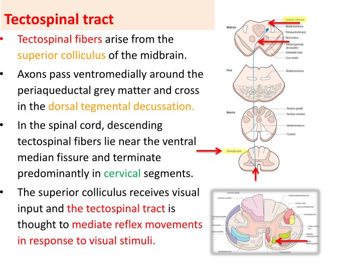PPT - Descending Tracts PowerPoint Presentation - ID:2474027