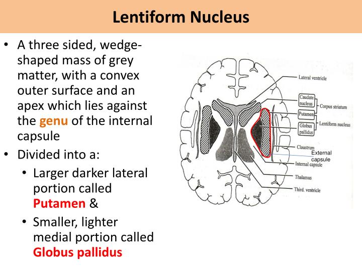 PPT - Basal Ganglia PowerPoint Presentation - ID:2474129