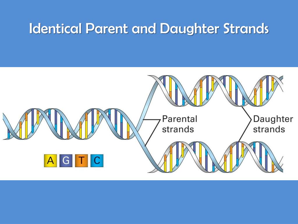 PPT - DNA Replication PowerPoint Presentation, free download - ID:2474510 PPT - DNA Replication PowerPoint Presentation, free download - ID:2474510