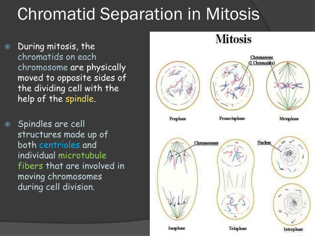 PPT - Biology 6.2 Mitosis and Cytokinesis PowerPoint Presentation, free ...