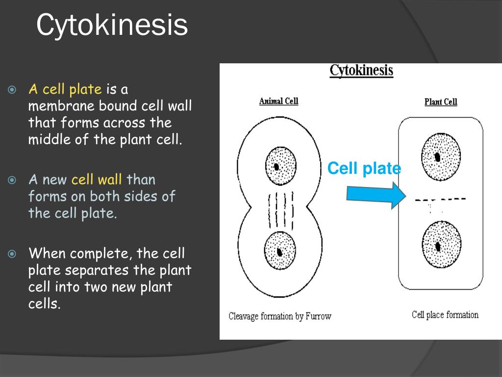 PPT - Biology 6.2 Mitosis and Cytokinesis PowerPoint Presentation, free ...