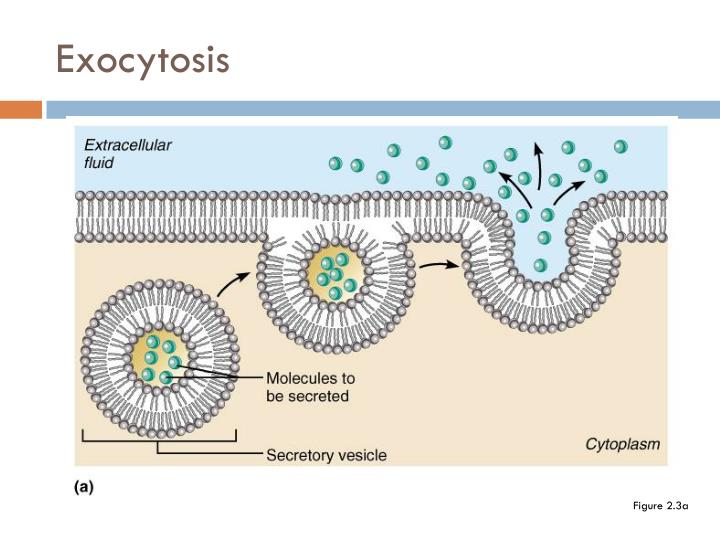 PPT - Cells: The Living Units PowerPoint Presentation - ID:2474747