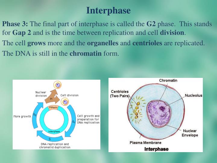PPT - Section 8-2 The Cell Cycle & Cell Division PowerPoint ...