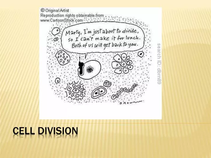PPT - Cell division PowerPoint Presentation, free download - ID:2474863