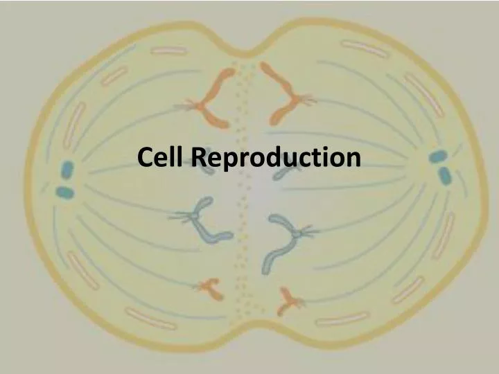 PPT - Cell Reproduction PowerPoint Presentation, free download - ID:2474880