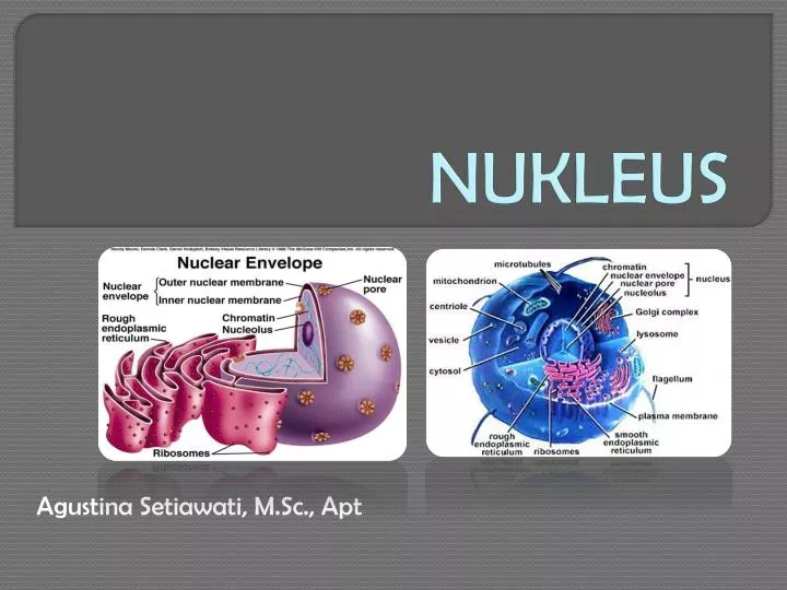 PPT - NUKLEUS PowerPoint Presentation, free download - ID:2475037