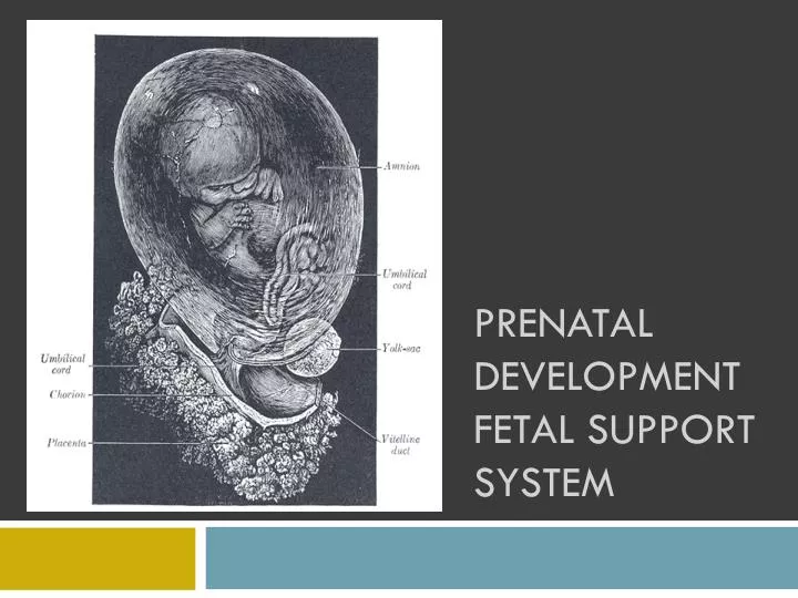 PPT - Prenatal Development Fetal Support System PowerPoint Presentation ...
