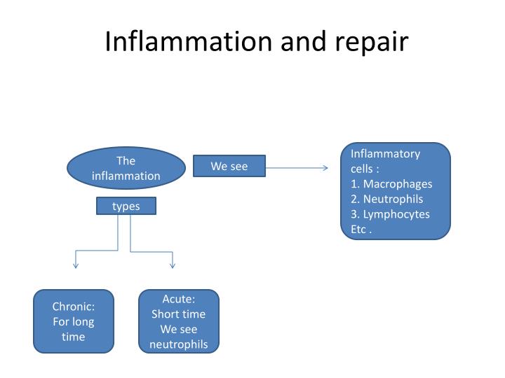 PPT - Inflammation and repair PowerPoint Presentation - ID:2476337
