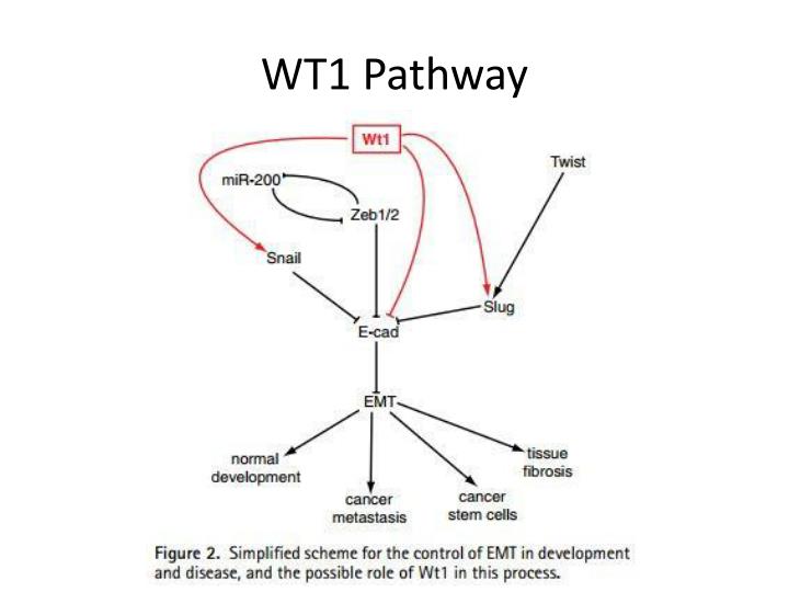 Pathway Wilms Tumor