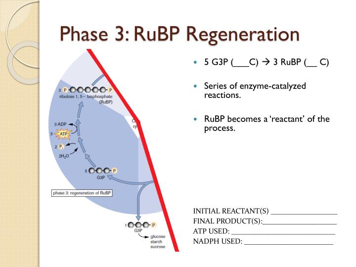 PPT - The Calvin Cycle PowerPoint Presentation - ID:2478793