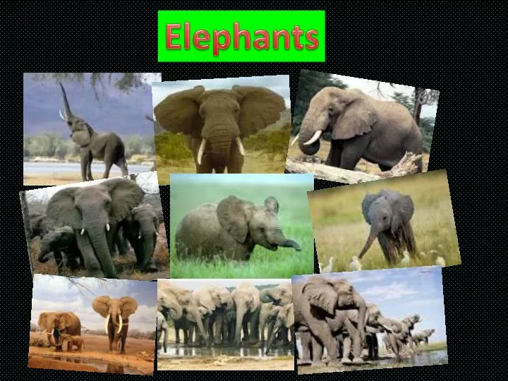 PPT - Elephants PowerPoint Presentation, free download - ID:2479021