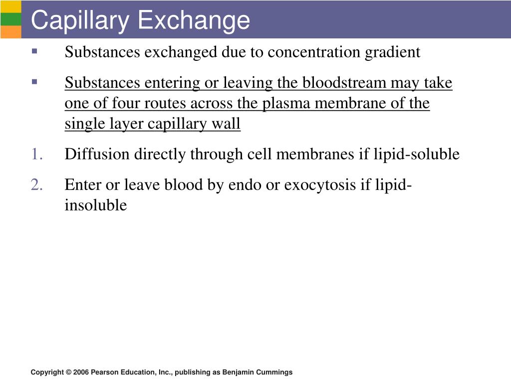 PPT - Blood Vessels: Anatomy (to blood vessel notes and write this ...