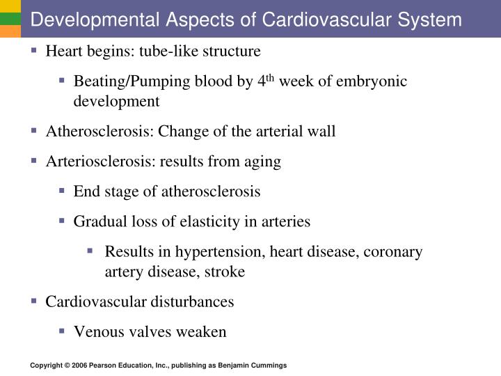 PPT - Blood Vessels: Anatomy (to blood vessel notes and write this ...