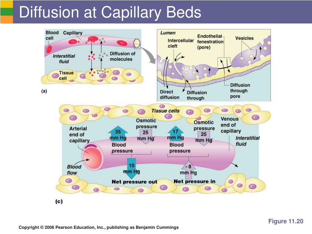 PPT - Blood Vessels: Anatomy (to blood vessel notes and write this ...