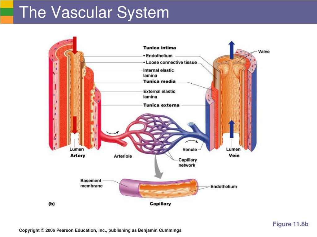 PPT - Blood Vessels: Anatomy (to blood vessel notes and write this ...