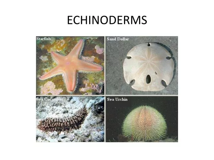 PPT - ECHINODERMS PowerPoint Presentation, free download - ID:2479995