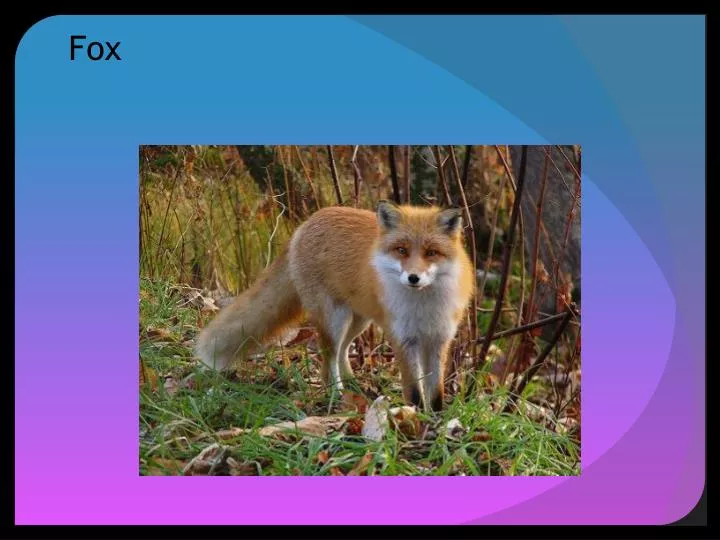 PPT - Fox PowerPoint Presentation, free download - ID:2480973