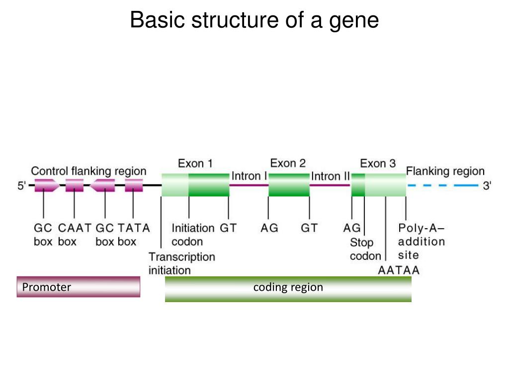 PPT - Central Dogma of molecular biology : From DNA to protein ...