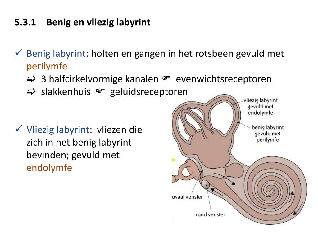 PPT - DEEL 1 Organismen krijgen informatie over hun omgeving PowerPoint ...