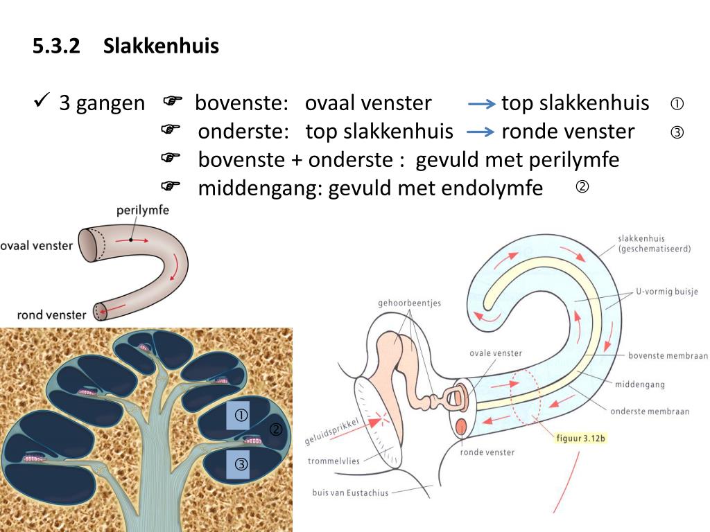 PPT - DEEL 1 Organismen krijgen informatie over hun omgeving PowerPoint ...