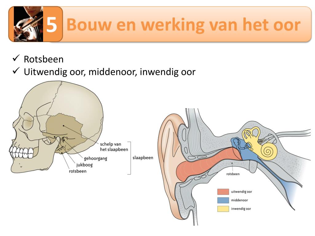 PPT - DEEL 1 Organismen krijgen informatie over hun omgeving PowerPoint ...